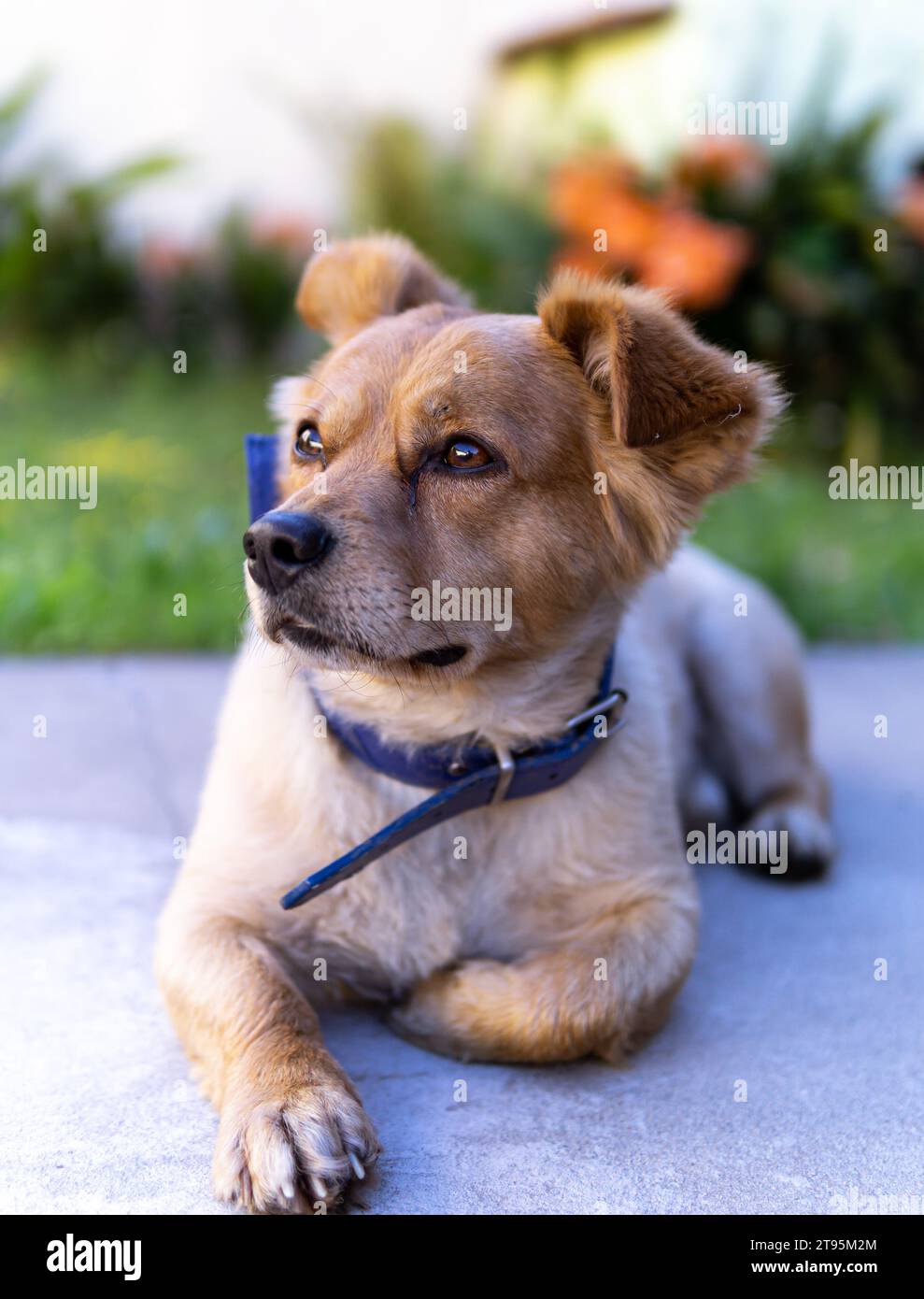 Cutecaninecompanion hi-res stock photography and images - Alamy