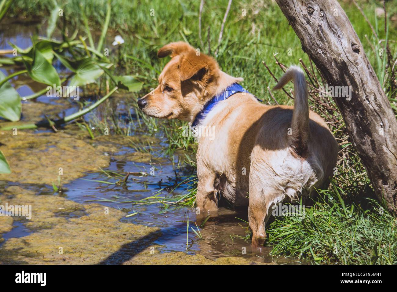 Mudcoat hi-res stock photography and images - Alamy