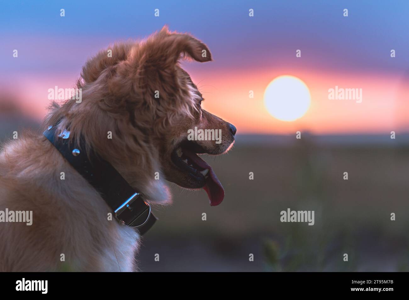 Horizon watching hound hi-res stock photography and images - Alamy