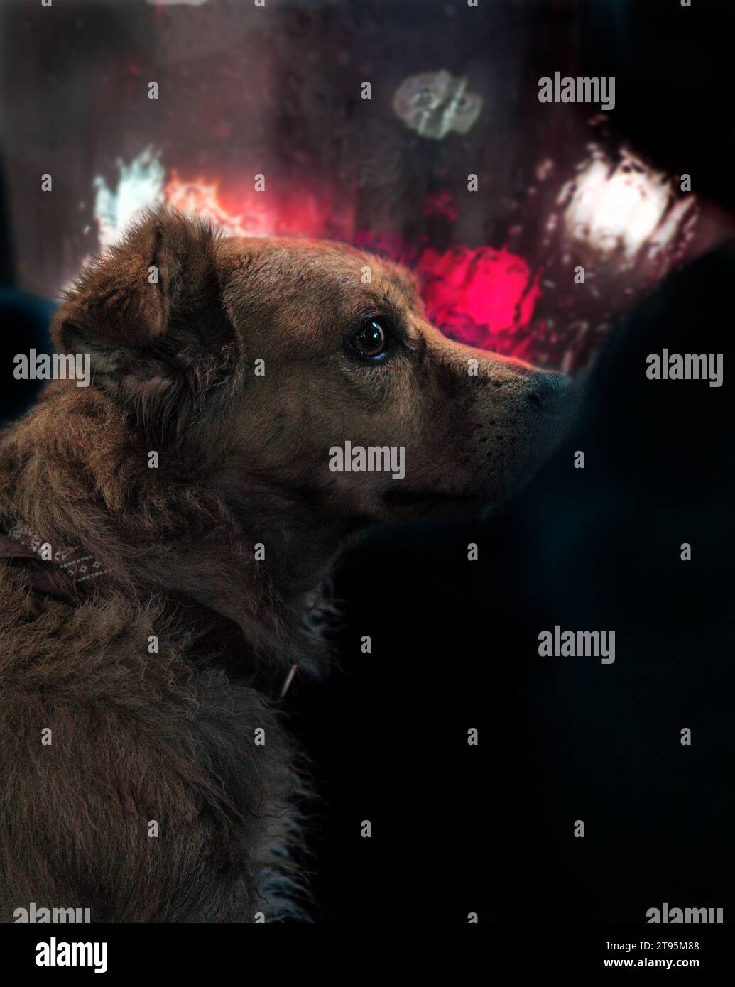 portrait of a dog at night with background lights and bokeh Stock Photo ...