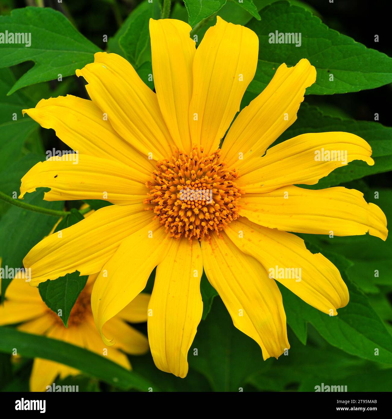 Difersifolia hi-res stock photography and images - Alamy