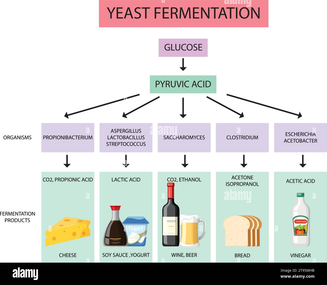 Illustrated Infographic Showcasing The Process And Products Of Yeast