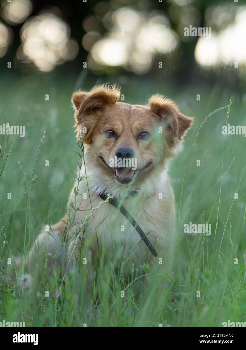 portrait of a very cute dog Stock Photo - Alamy