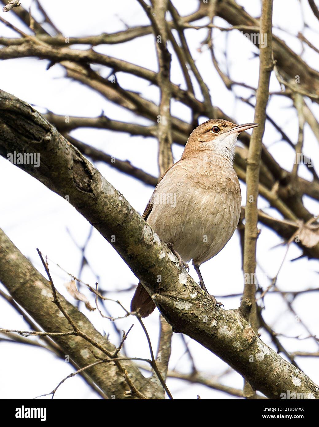 photo portrait of birds posing Stock Photo - Alamy
