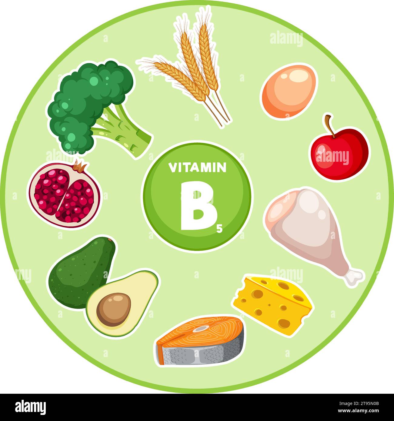Illustration of a variety of vitamin B5-rich foods and vegetables Stock ...
