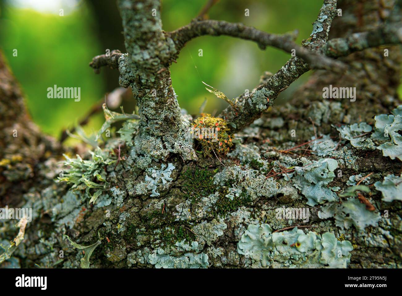 Barkcrackdetail hi-res stock photography and images - Alamy