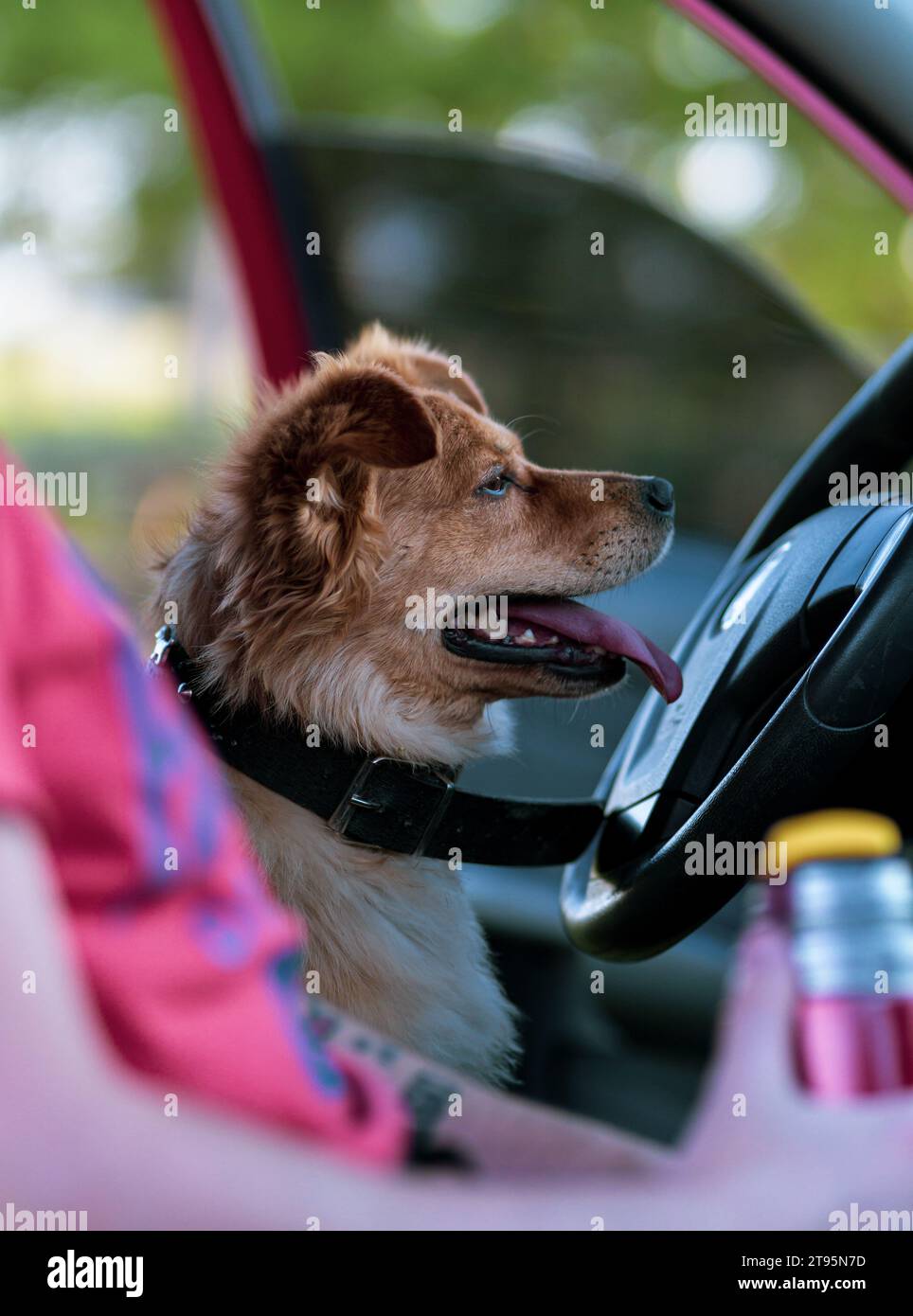 dog in front of a vehicle steering wheel Stock Photo - Alamy
