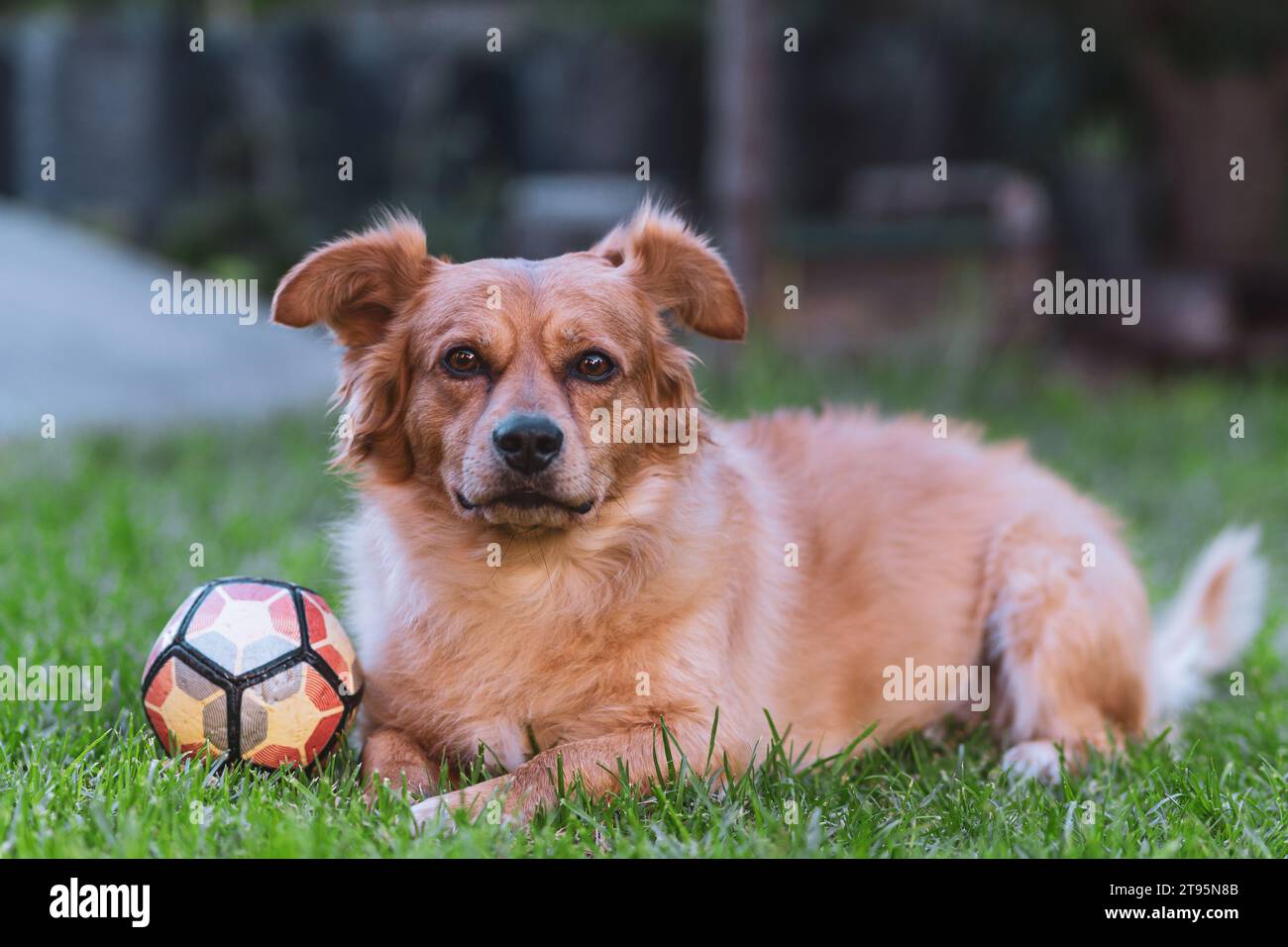 Caninesoccermodel hi-res stock photography and images - Alamy