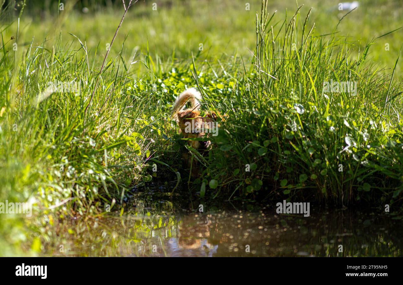 dog stuck in very dirty mud Stock Photo - Alamy
