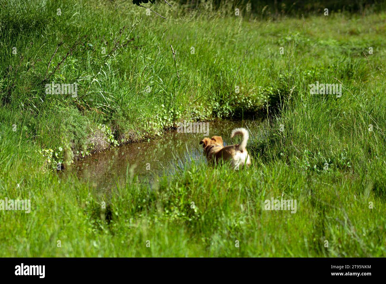 Mudcoat hi-res stock photography and images - Alamy
