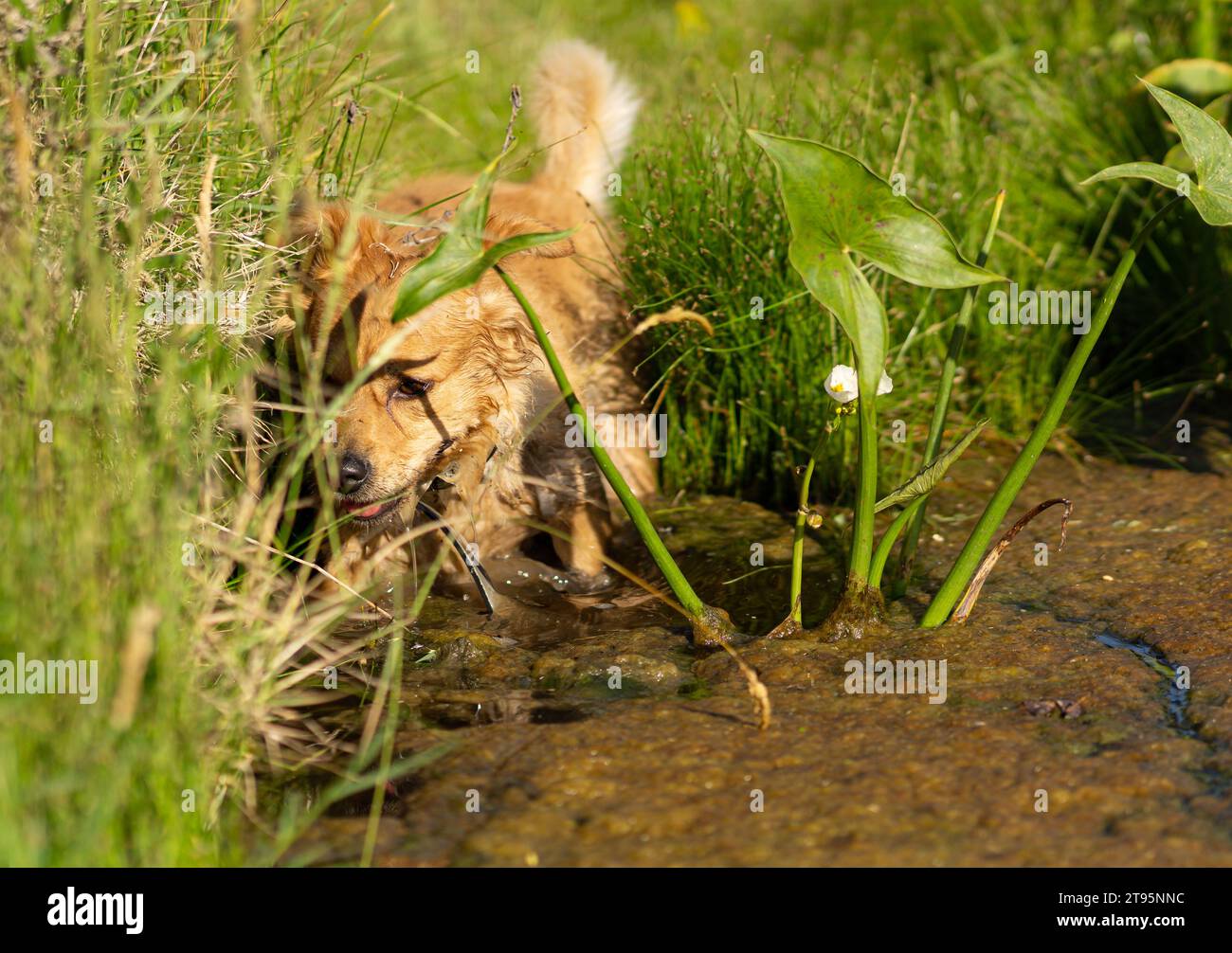 dog stuck in very dirty mud Stock Photo - Alamy