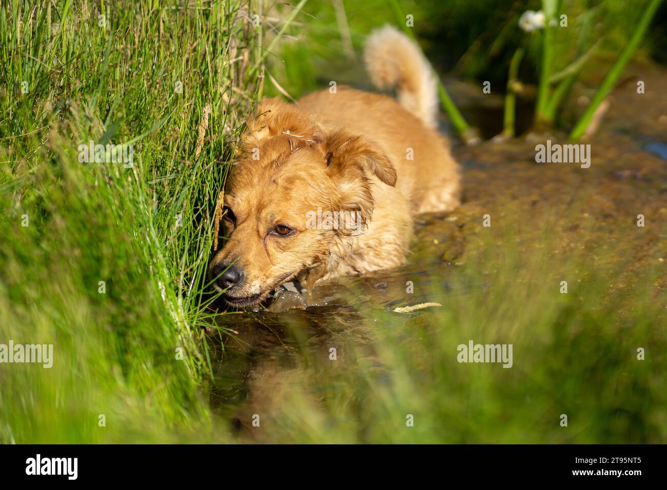 dog stuck in very dirty mud Stock Photo - Alamy