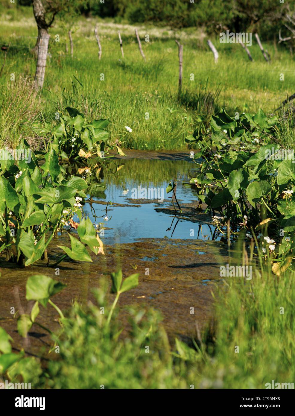 Pristinefieldwetland hi-res stock photography and images - Alamy
