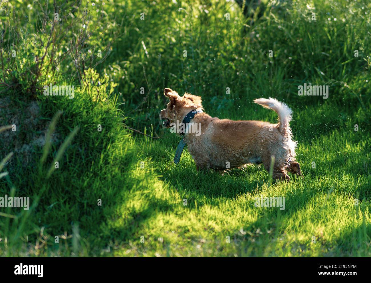Muddydog hi-res stock photography and images - Alamy
