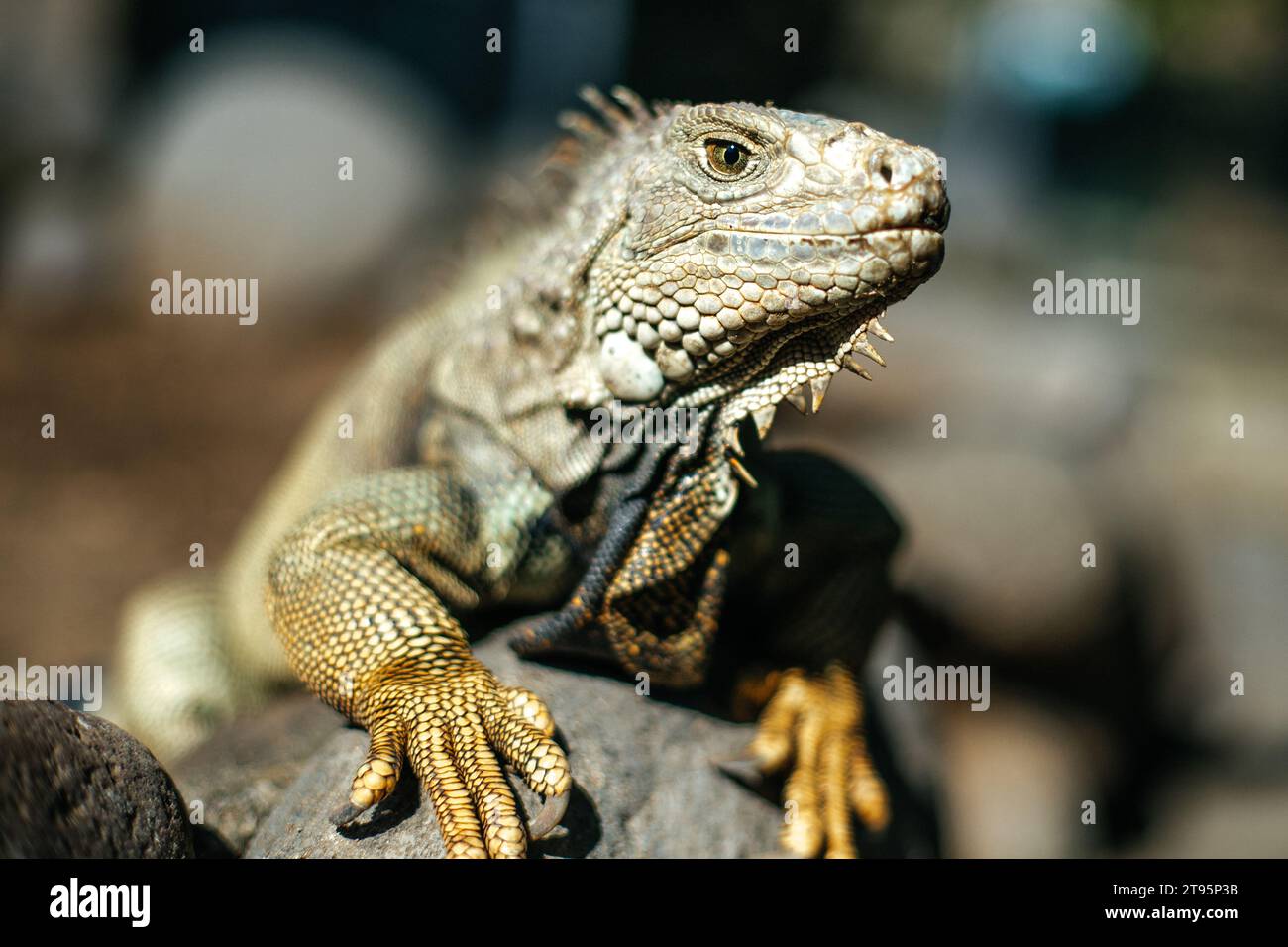 Iguana in the zoo hi-res stock photography and images - Alamy