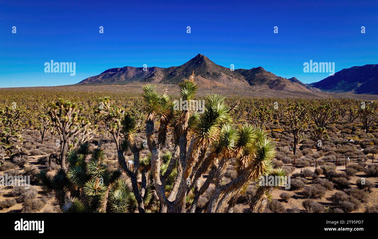 Arizona joshua tree forest hi-res stock photography and images - Alamy