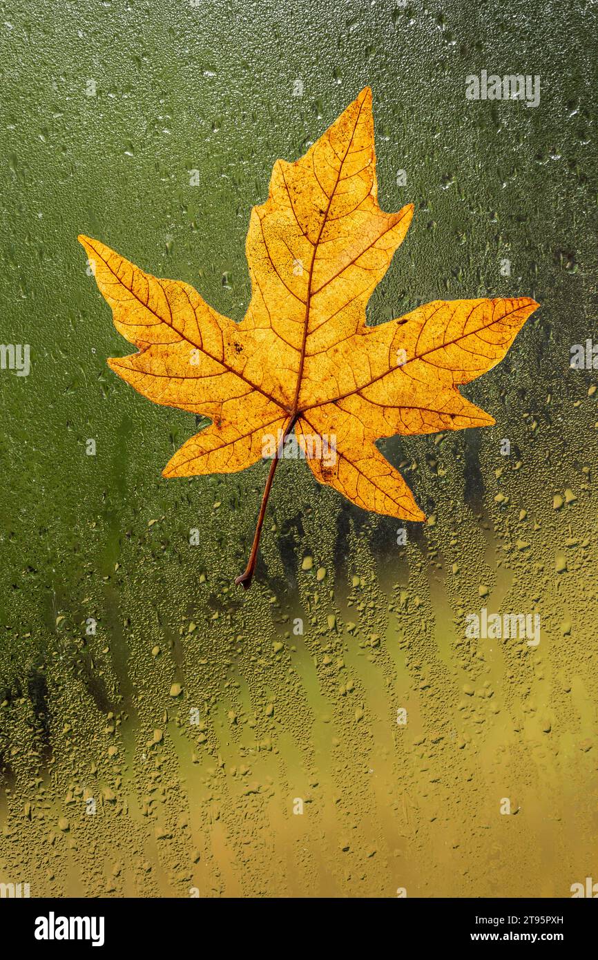 Bigleaf Maple, Acer macrophyllum, autumn leaf on a rainy window ...