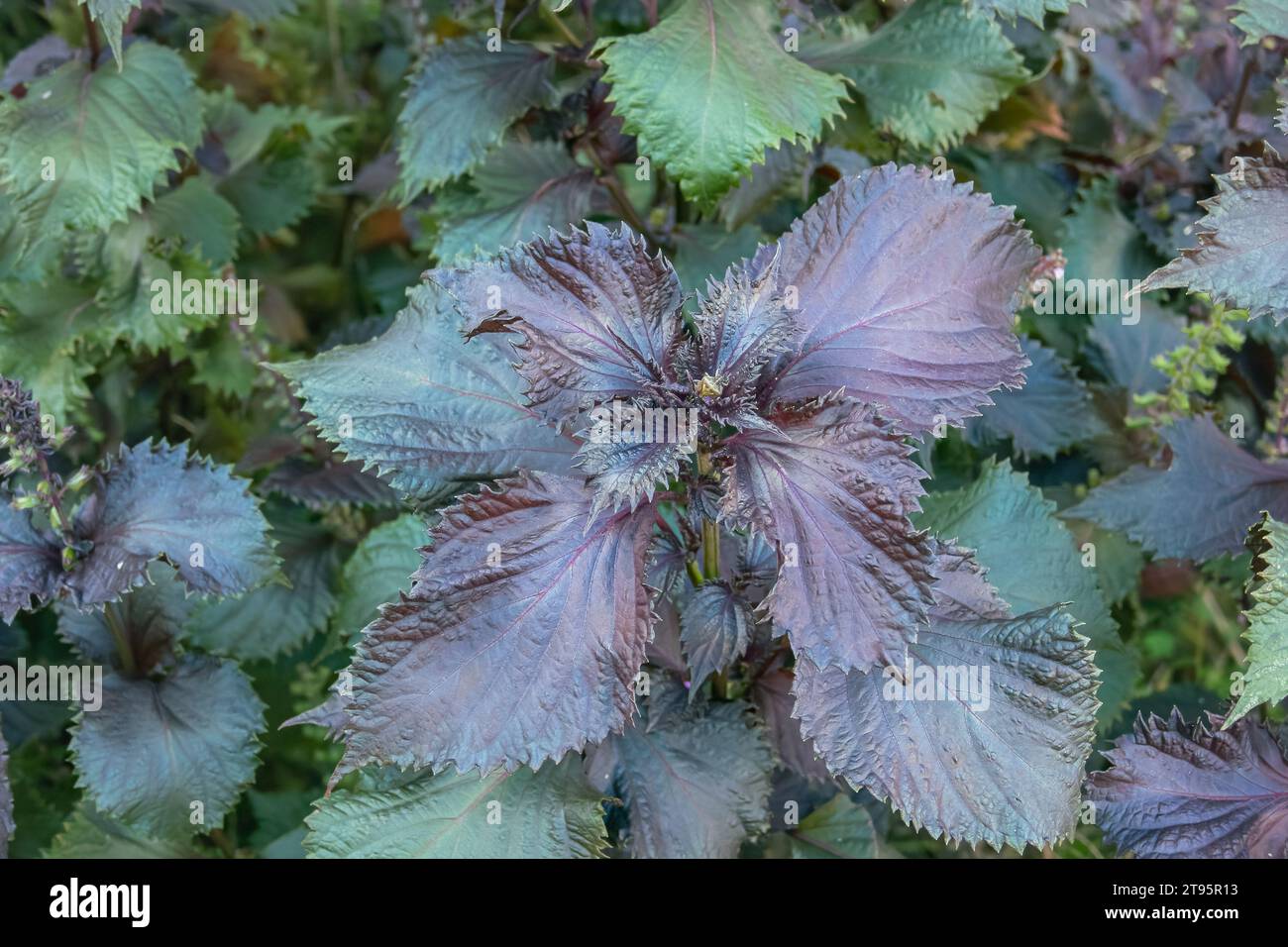 Beefsteak Plant growing in the outdoor garden with daylight in summer ...