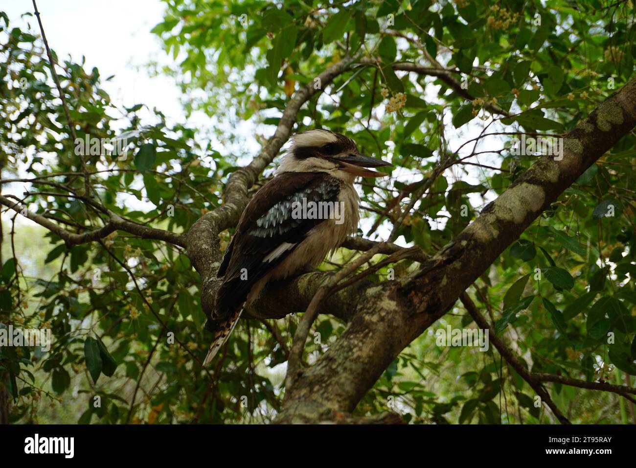 Close-up of Laughing Kookaburra (Dacelo novaeguineae) native australian ...