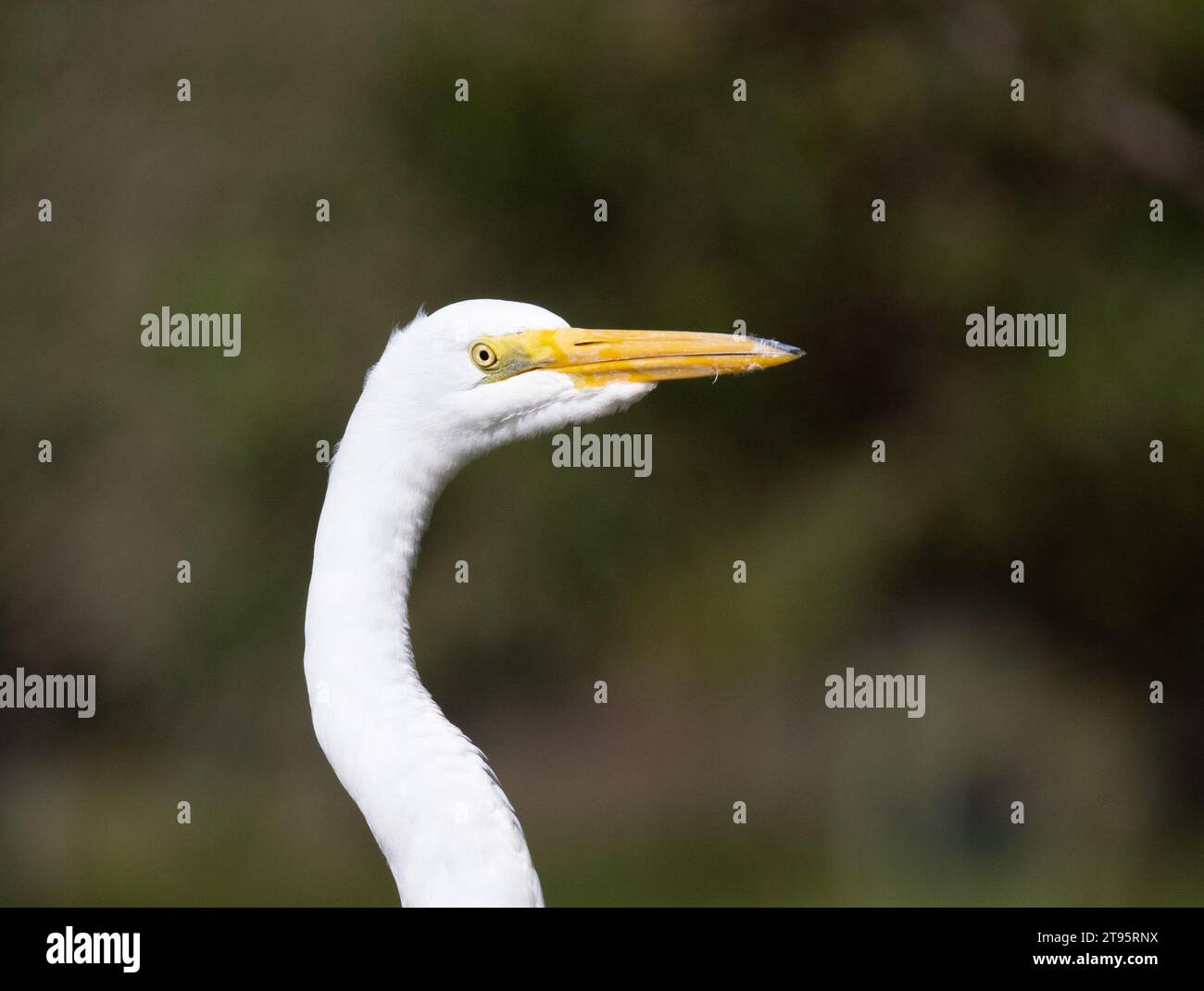 Extreme close up of a the head and part of the neck of a Great Egret ...