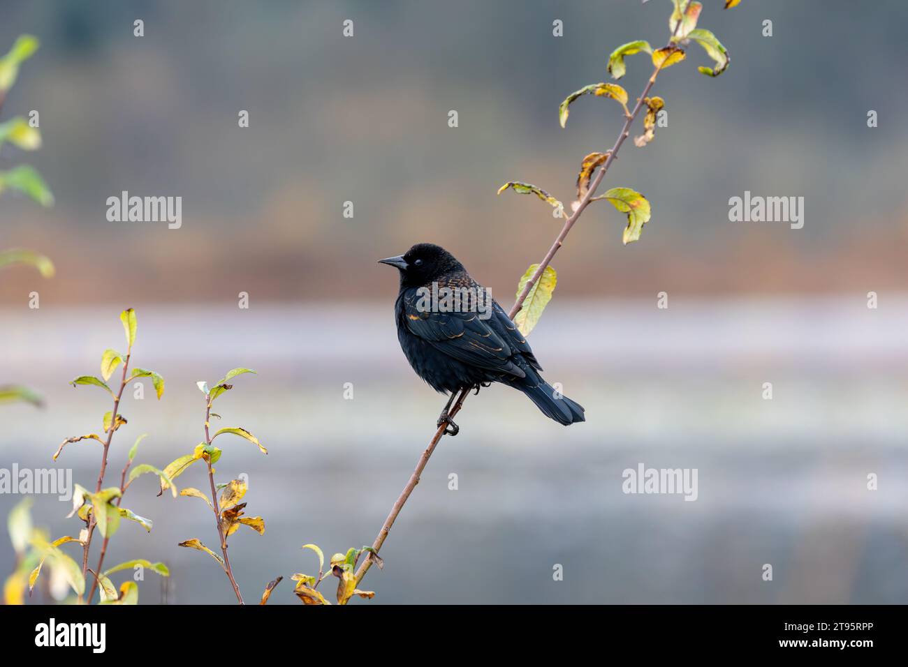 An immature red-winged blackbird resting on a tree branch sharply ...