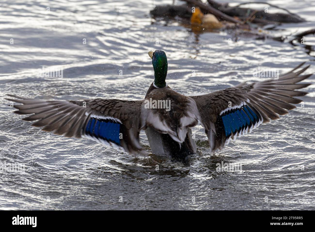A male mallard duck washing itself flapping its wings in the water ...