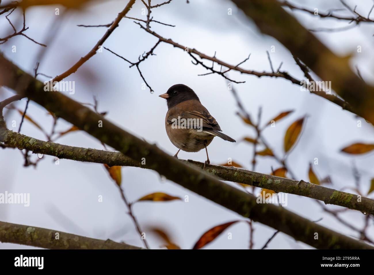 A dark-eyed junco resting on a tree branch showing its hind side to the ...