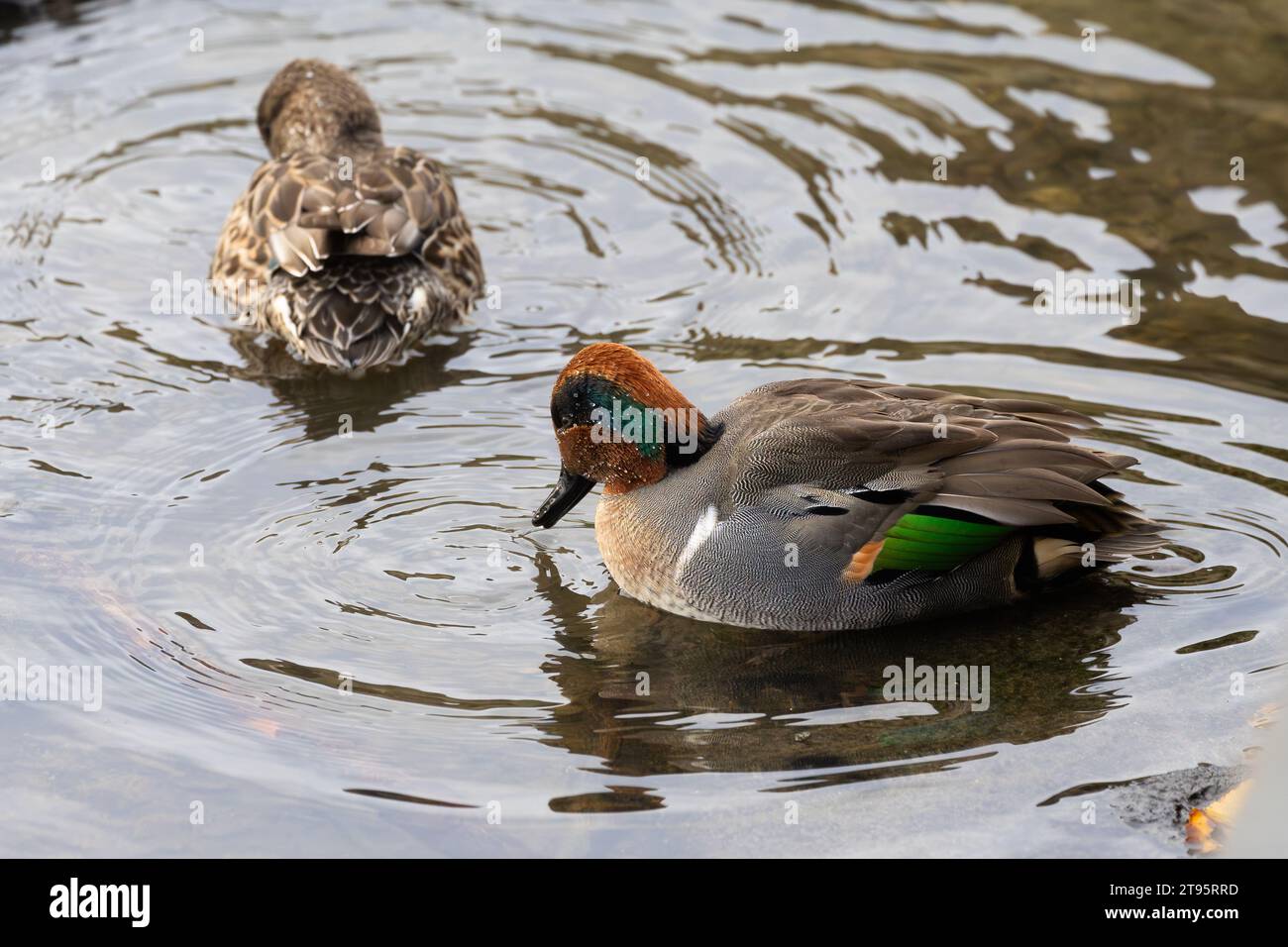 A green-winged teal duck washing itself in the water having water drops ...