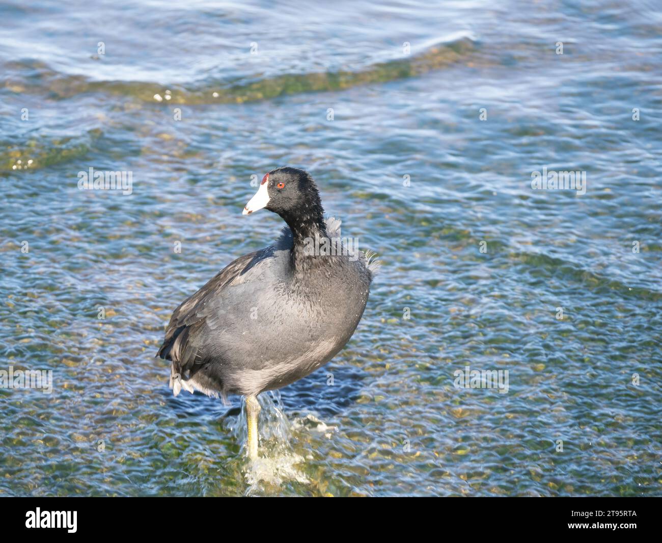 Clear water birdwatching hi-res stock photography and images - Alamy