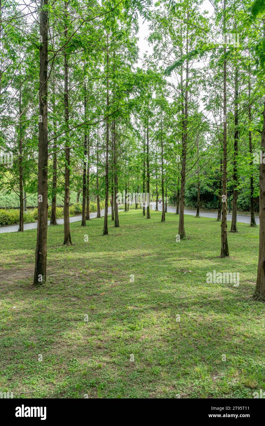 The Trees in Urban Parks Stock Photo - Alamy
