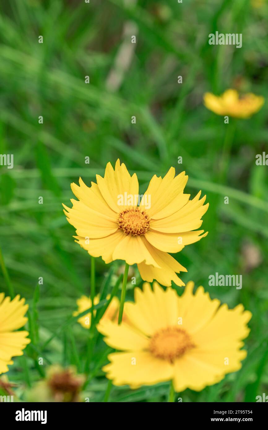 Yellow daisies blooming in urban parks Stock Photo - Alamy