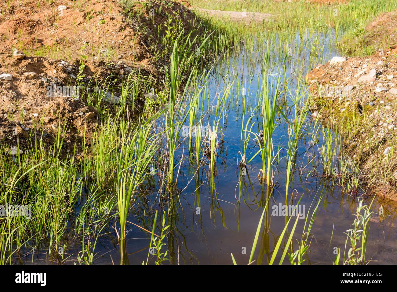 Aquatic plant sedge growing in demarcated areas in water Stock Photo ...