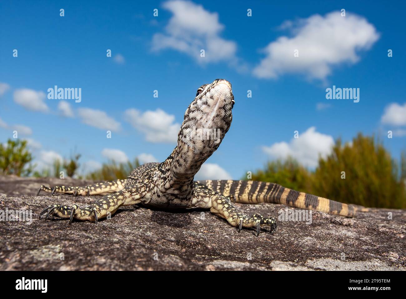 Threatened species of monitor lizard hi-res stock photography and ...