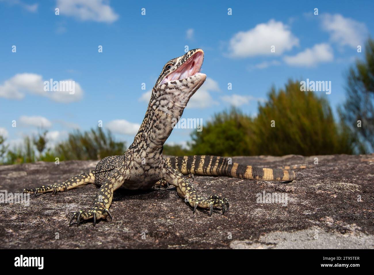 Australian Heath or Rosenbergi's Monitor Lizard Stock Photo - Alamy