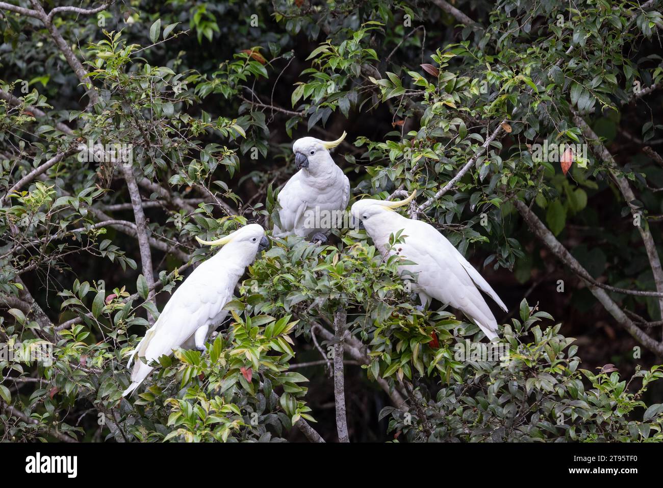 Australian Sulphur-crested Cockatoo's feeding on Lilly Pilly tree fruit ...