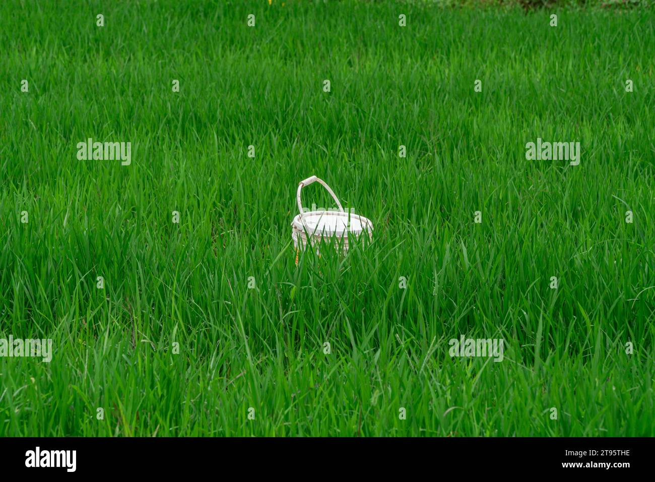 Rice paddy zone hi-res stock photography and images - Alamy