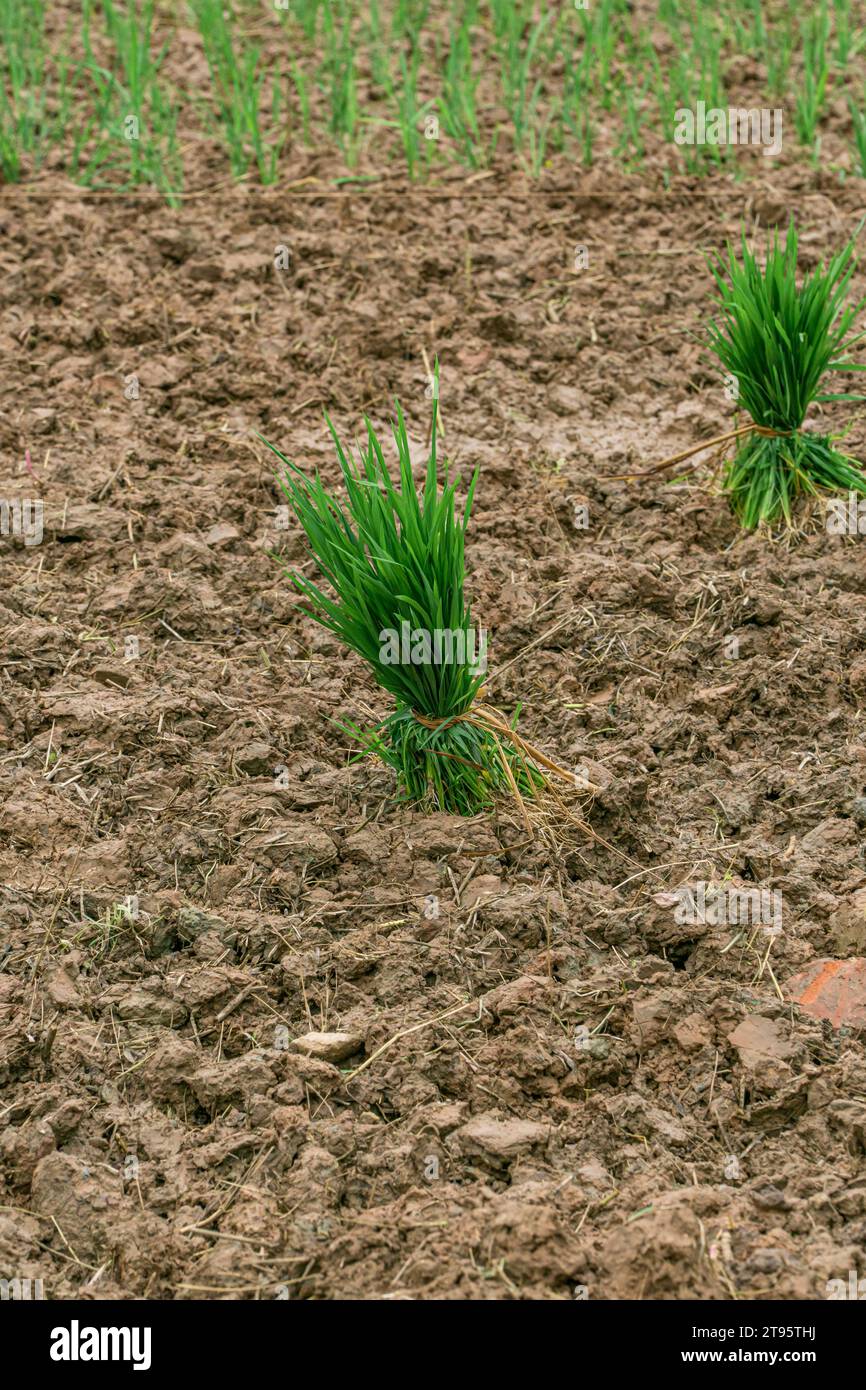 Rice paddy zone hi-res stock photography and images - Alamy