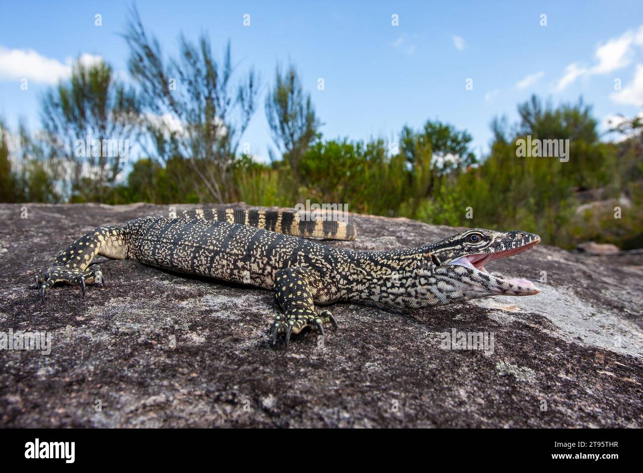 Threatened species of monitor lizard hi-res stock photography and ...