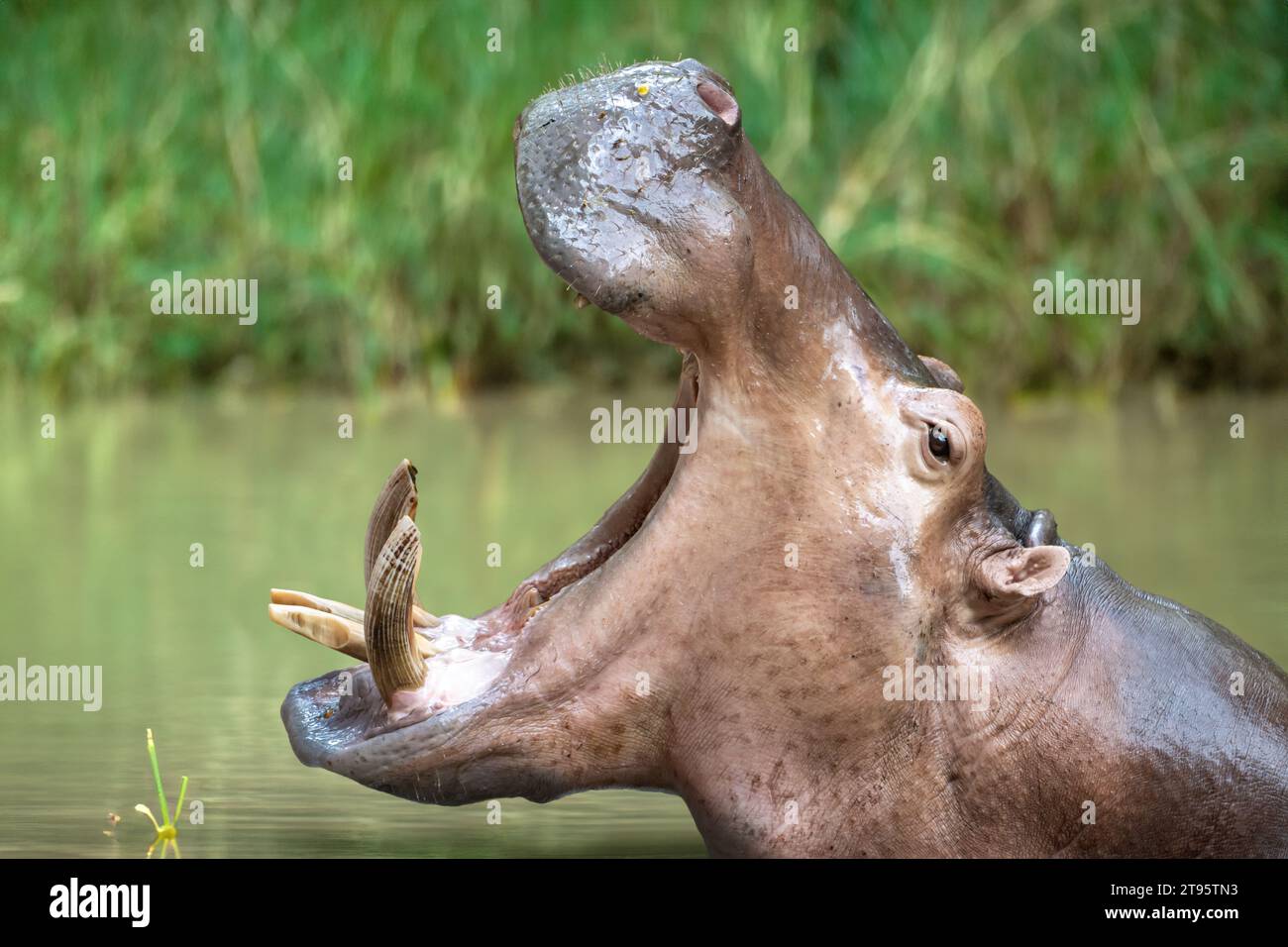 Hippos in water mouth hi-res stock photography and images - Alamy