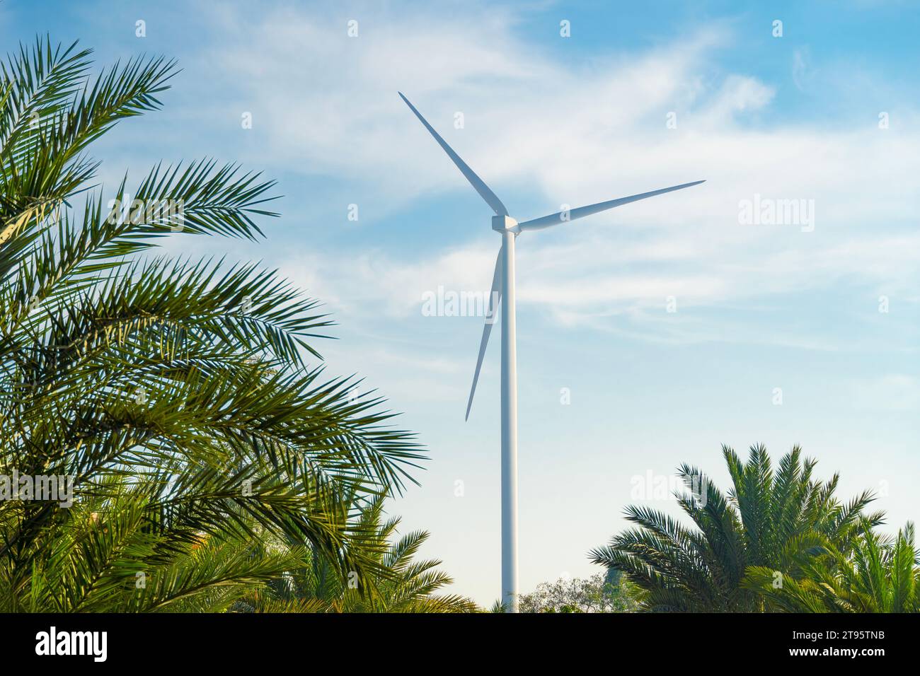 Growth of oil palm leaf and Wind turbine-Renewable energy .agricultural ...