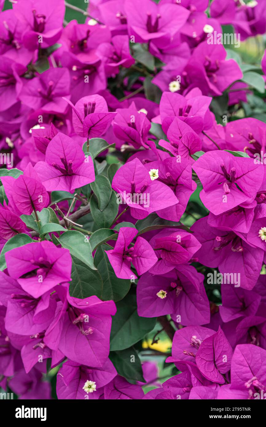 Purple triangular plum blossoms blooming in autumn Stock Photo - Alamy