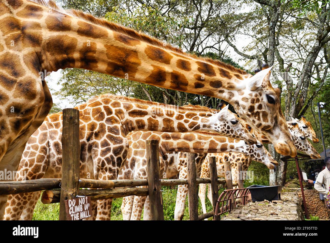 Nairobi, Kenya, 01-January-2021 - Giraffes at Nairobi's Giraffe centre ...
