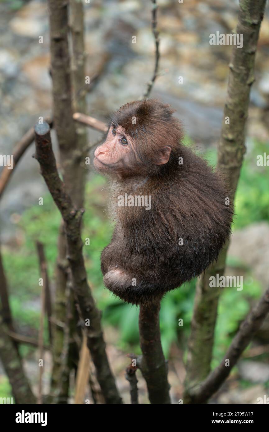 Emei and monkeys hi-res stock photography and images - Alamy