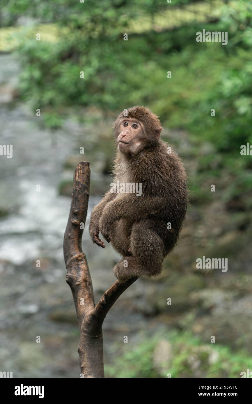 Emei and monkeys hi-res stock photography and images - Alamy