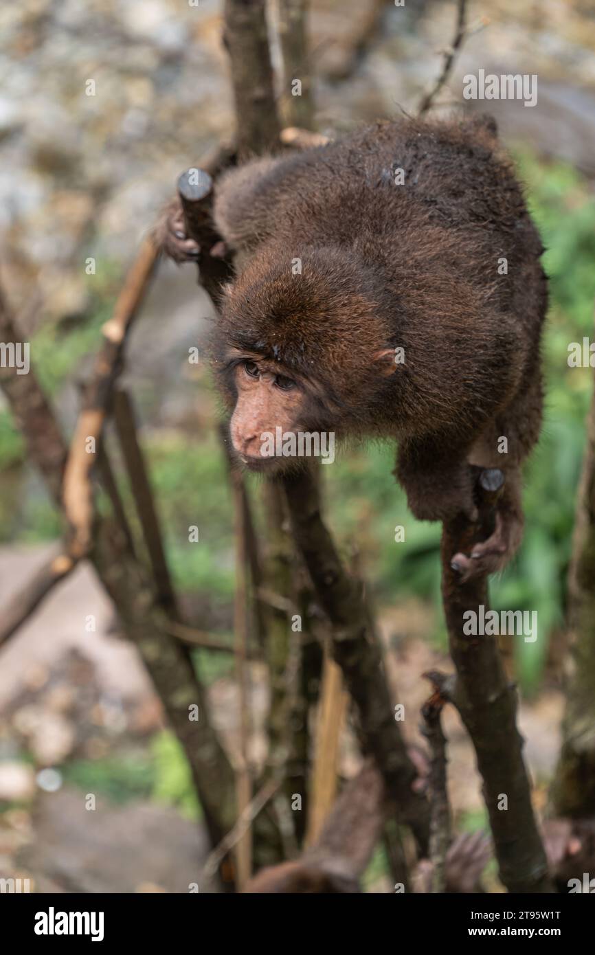 Emei and monkeys hi-res stock photography and images - Alamy