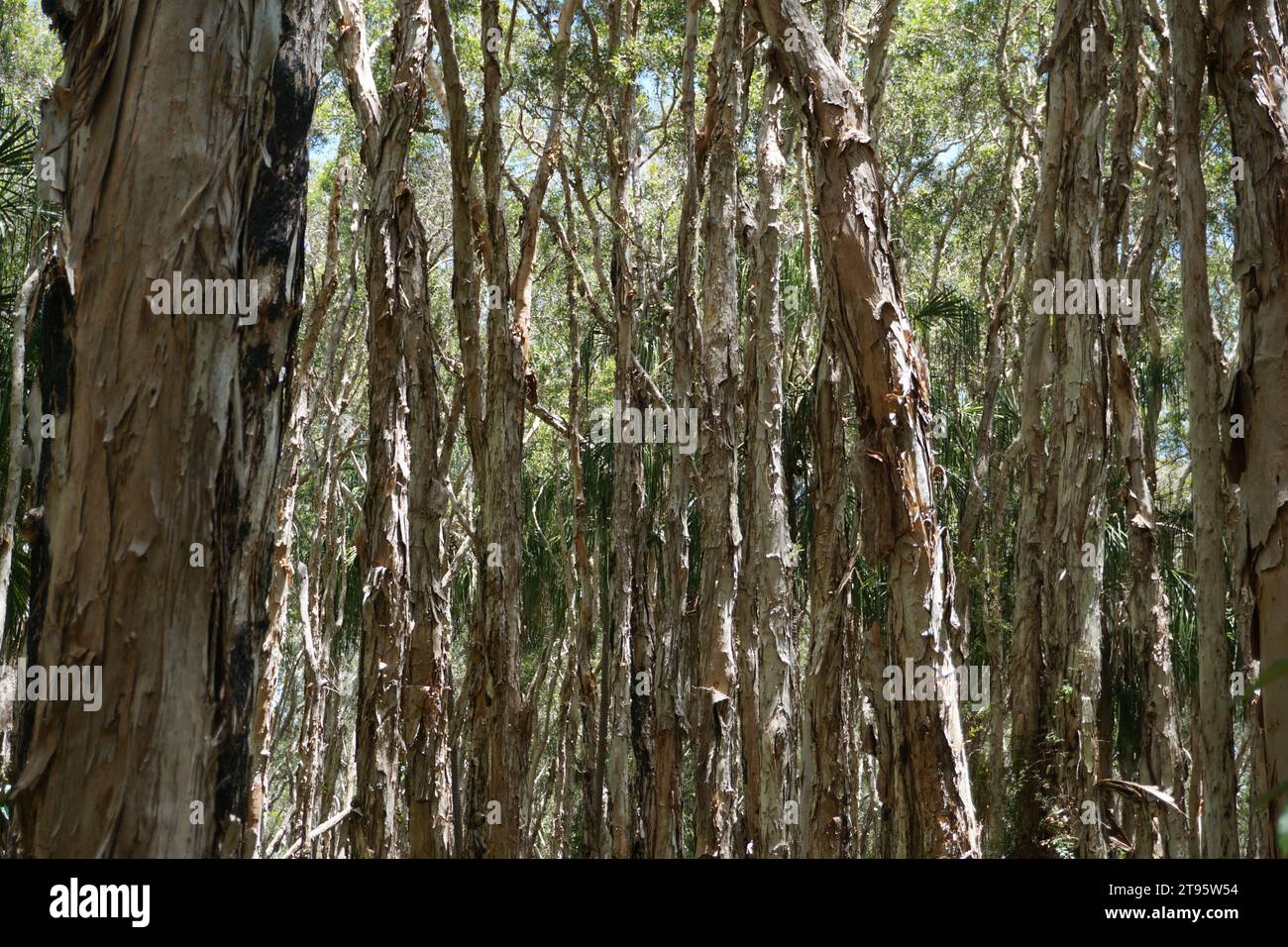 Dense forest of paperbark trees (Melaleuca quinquenervia) at the ...