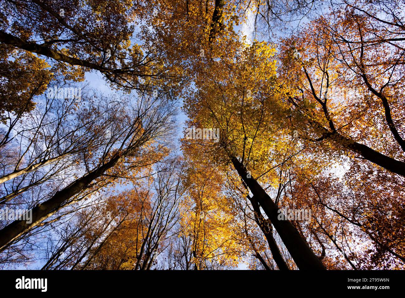 Duesseldorf, Germany. 22nd Nov, 2023. Trees with autumn leaves in the ...