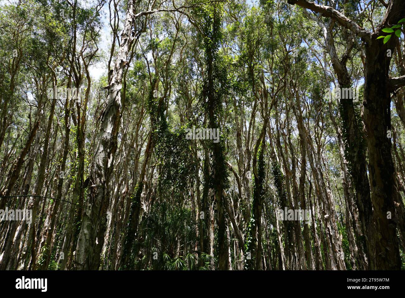 Dense forest of paperbark trees (Melaleuca quinquenervia) at the ...