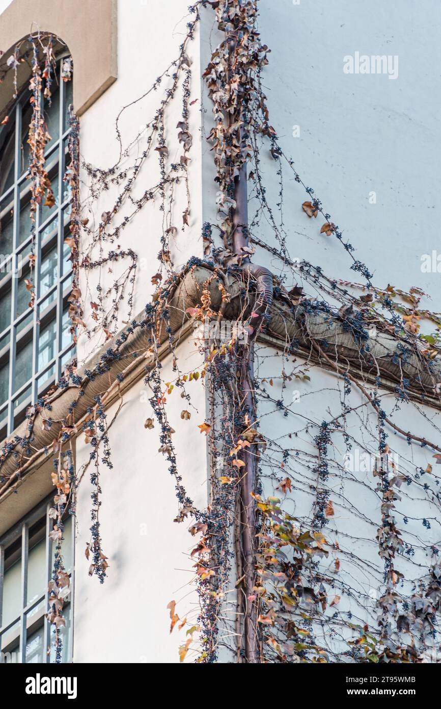 Withered branches on the white wall Stock Photo - Alamy