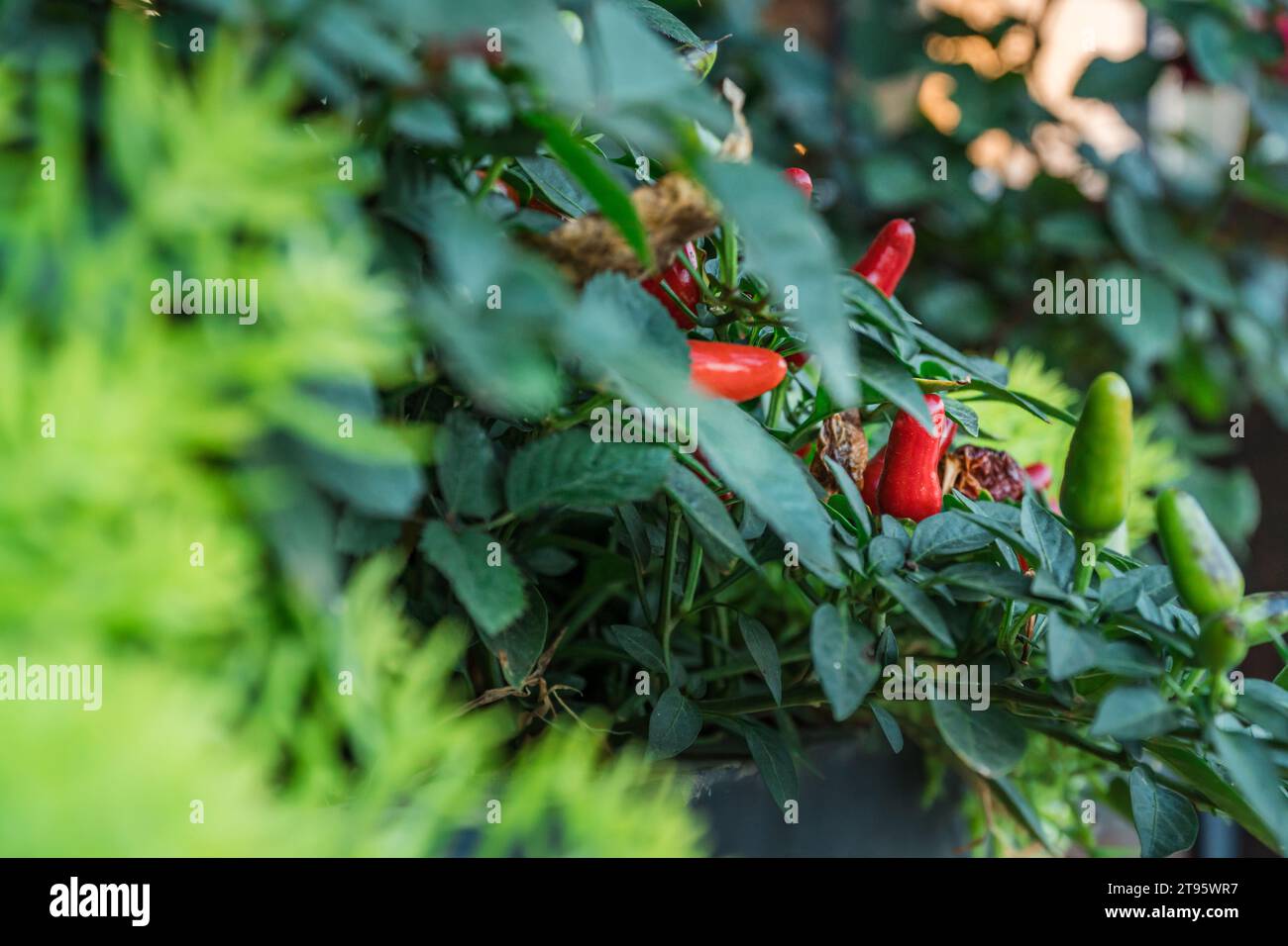 Green landscape around the living environment Stock Photo - Alamy